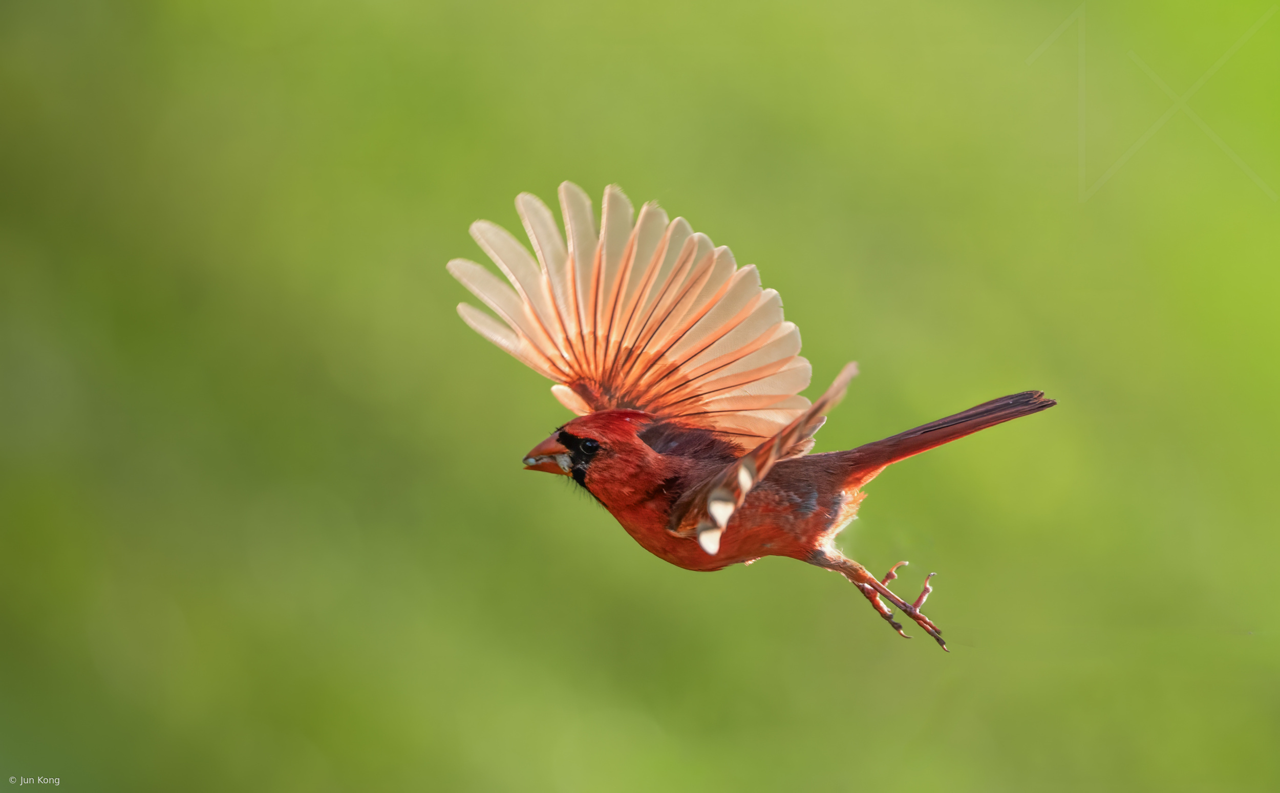 Flying red bird by Jun Kong