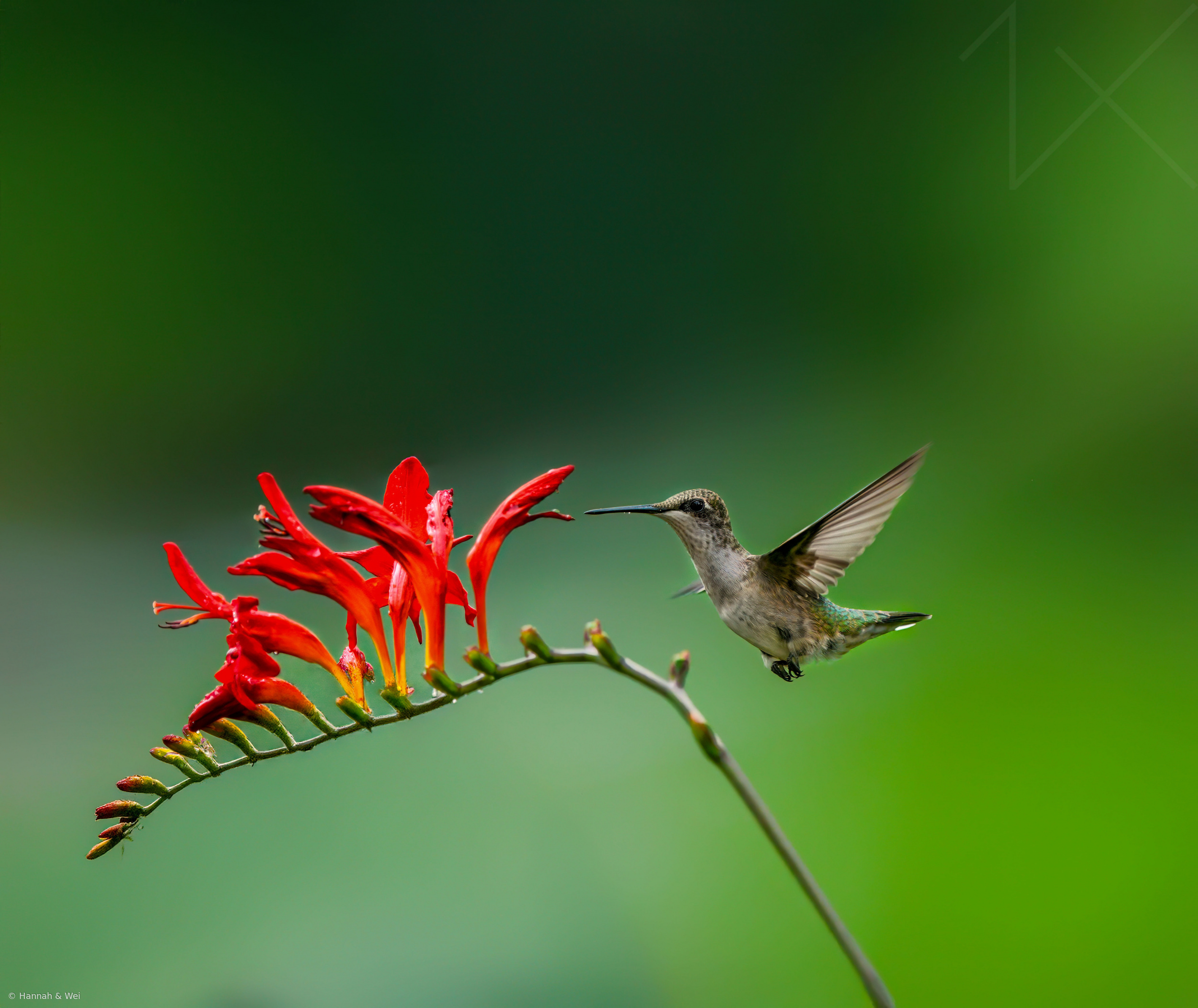 Hummingbird by Hannah & Wei