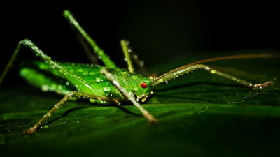 Grasshopper after rain by Siyu and Wei Photography