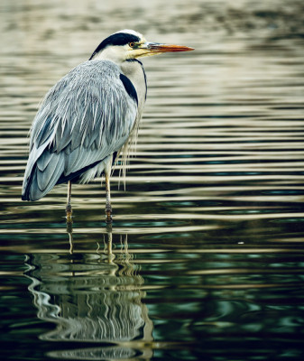 Mirroring by Wohl Michelle