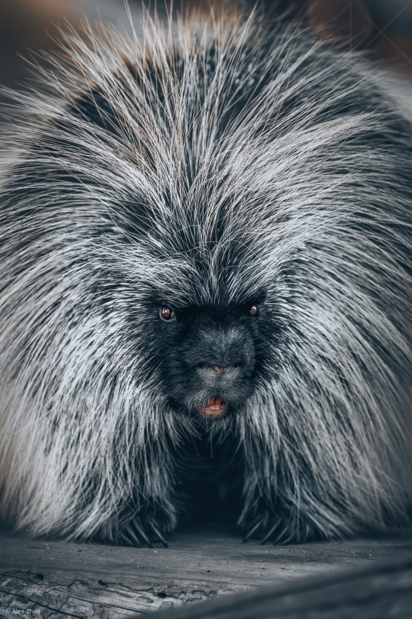 Electric Fur by Alex Zhao