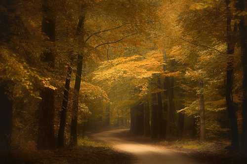 Golden forest by Erwin Stevens