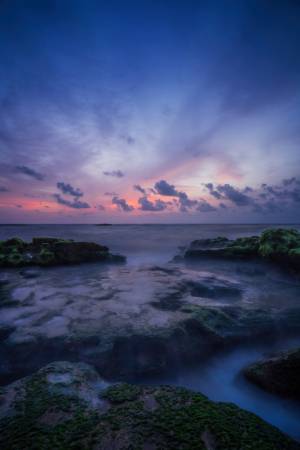 Monsoon Moss - Goa, India by Devan J Nair