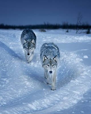 Wolves coming close to camp in early evening by Siyu and Wei Photography
