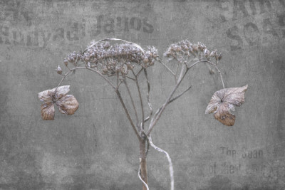 Withered hydrangea by Takashi Suzuki