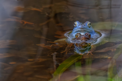 Frogs by PETER BALANTIC