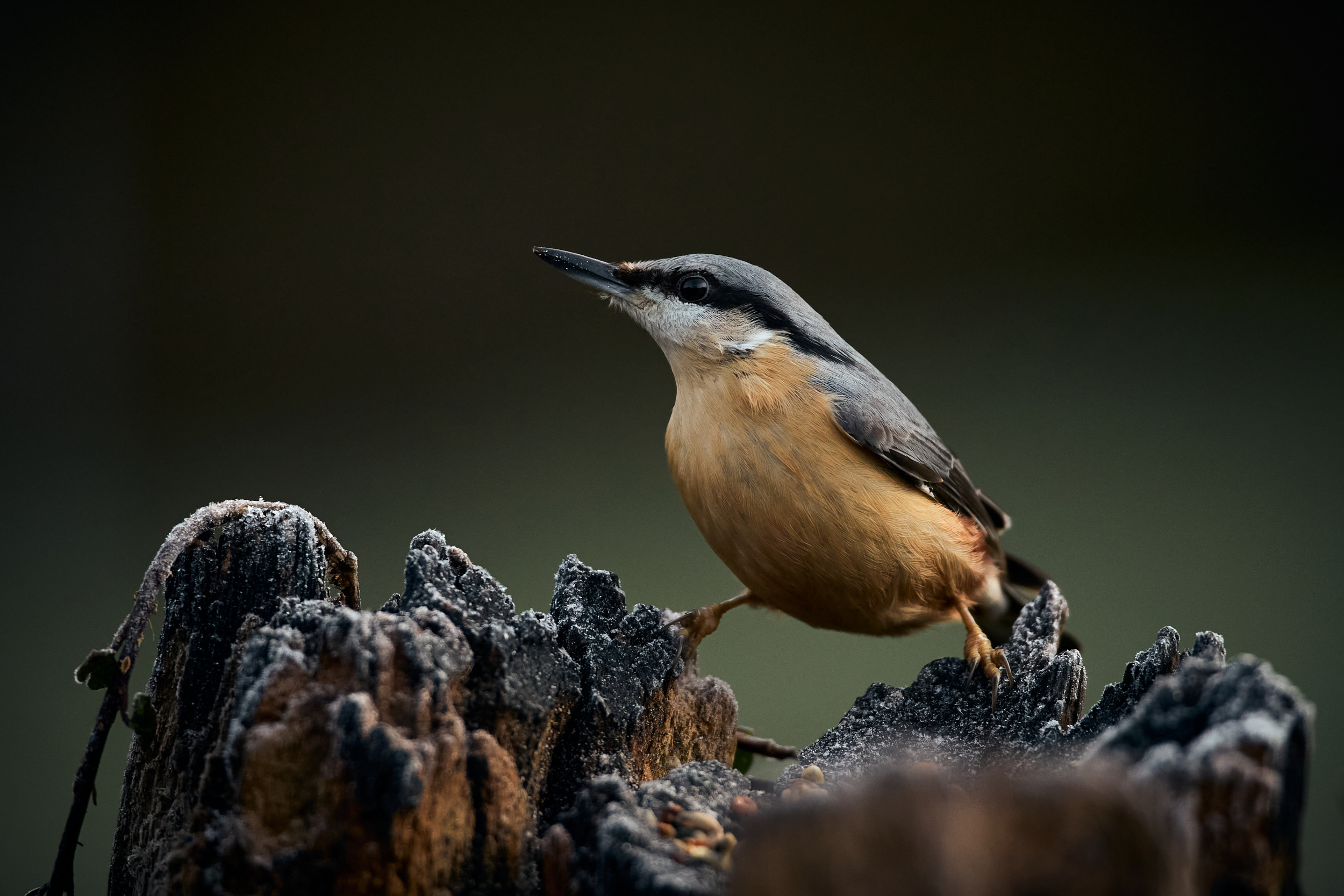 Nuthatch by Stuart Williams