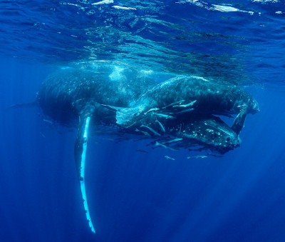 Untitled by KIMIO KOBAYASHI