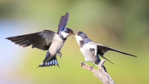 White throated Swallow Interaction by Andre Marais