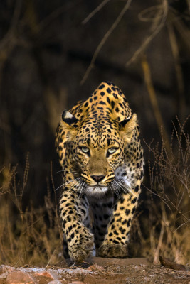 The Jungle Fire by Lokesh Kumar Rastogi