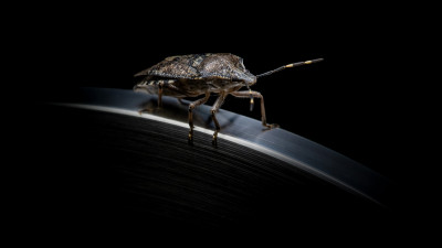 True Bug by Adam Neuba