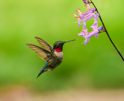 Hummingbird by Hannah & Wei