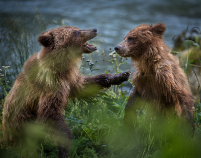 Brother, Calm down! I'm listening. by Wanghan Li