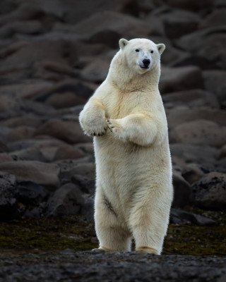 Polar Bear 1 by José Ignacio Gil Blanco