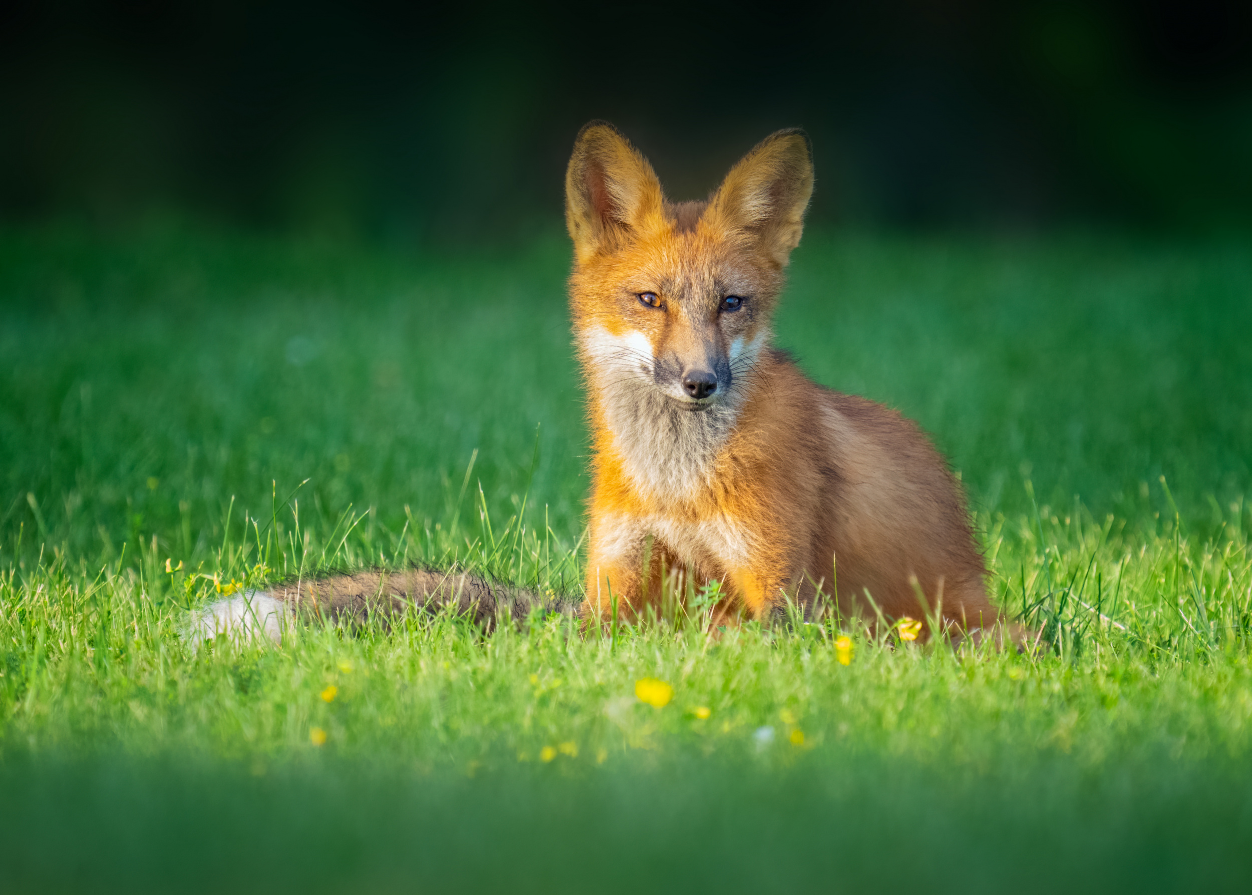 Red Fox kit with morning light by Edward Han