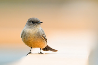 Say's phoebe by Moses Wang