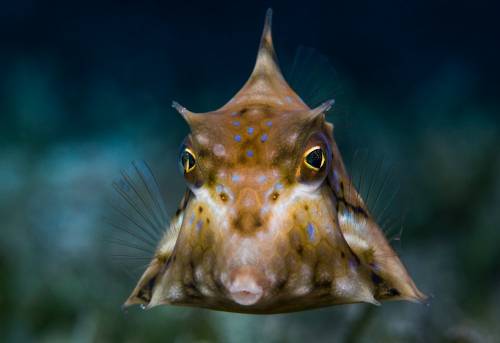 Red Lipped Batfish Reproduction
