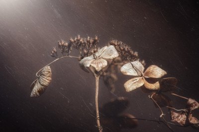 Withered hydrangea by Takashi Suzuki