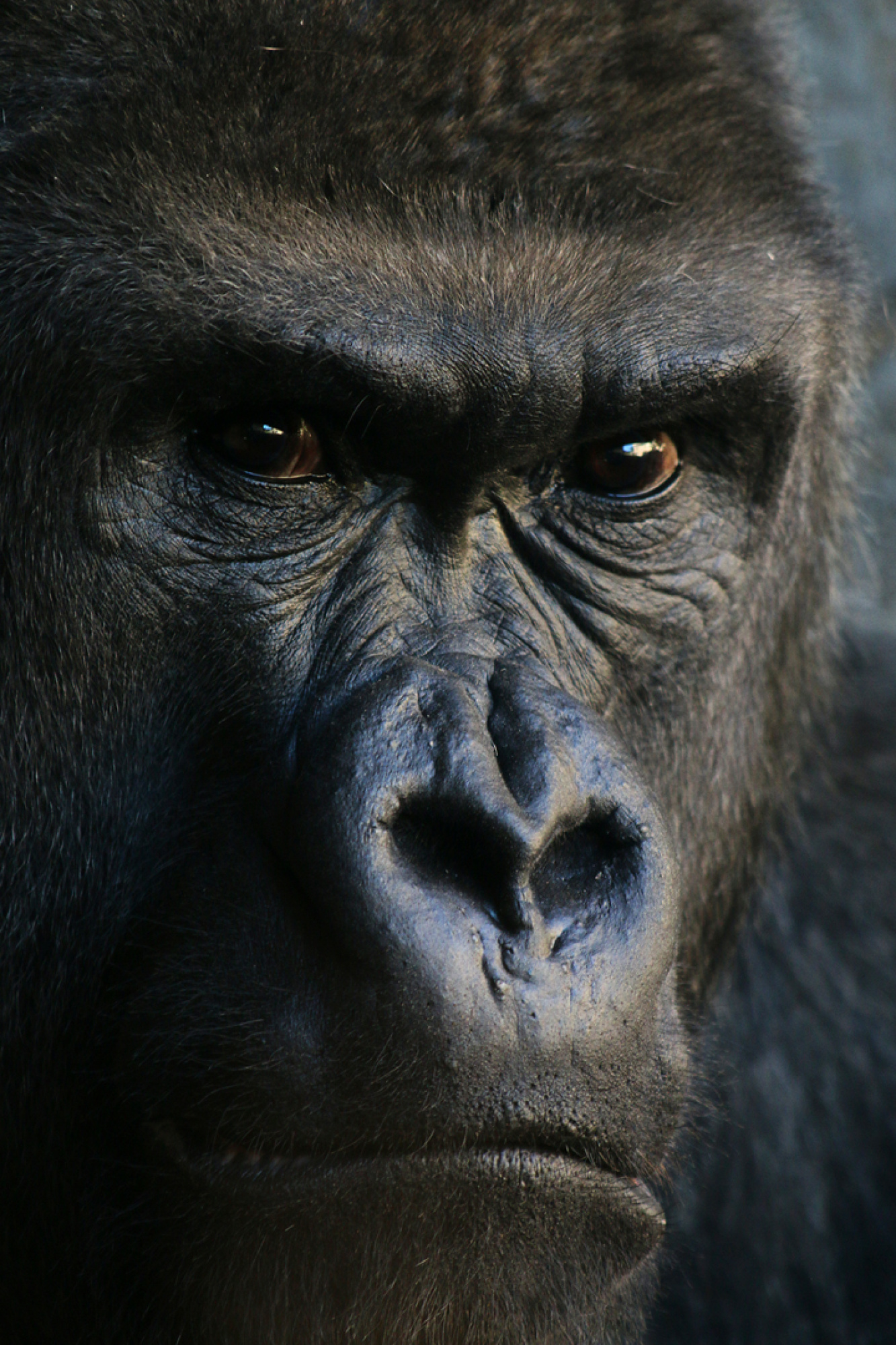 Angry Stare by Gottfried Catania