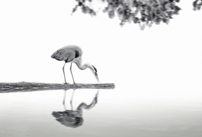 Looking Into the Mirror by Liwen Guo