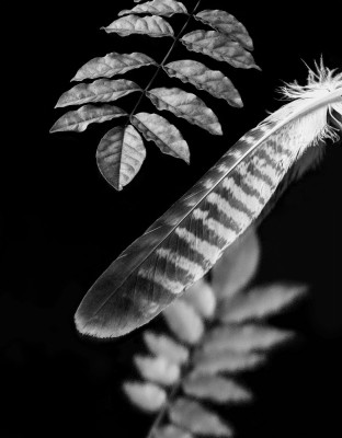 Sprigs and a white eagle feather by Makoto Inaba