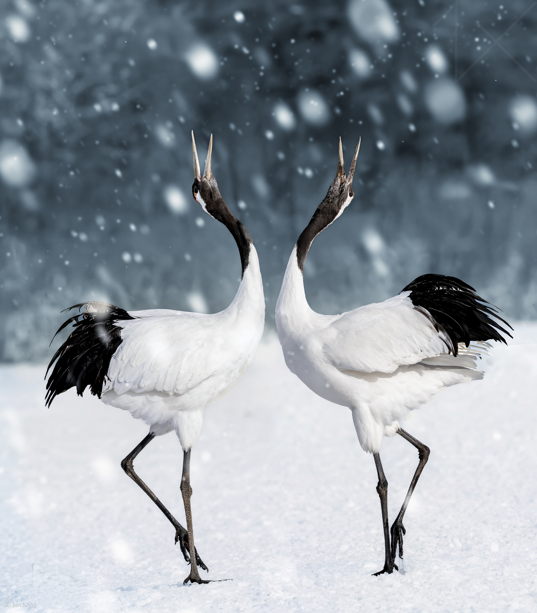 Twins by Jun Kong