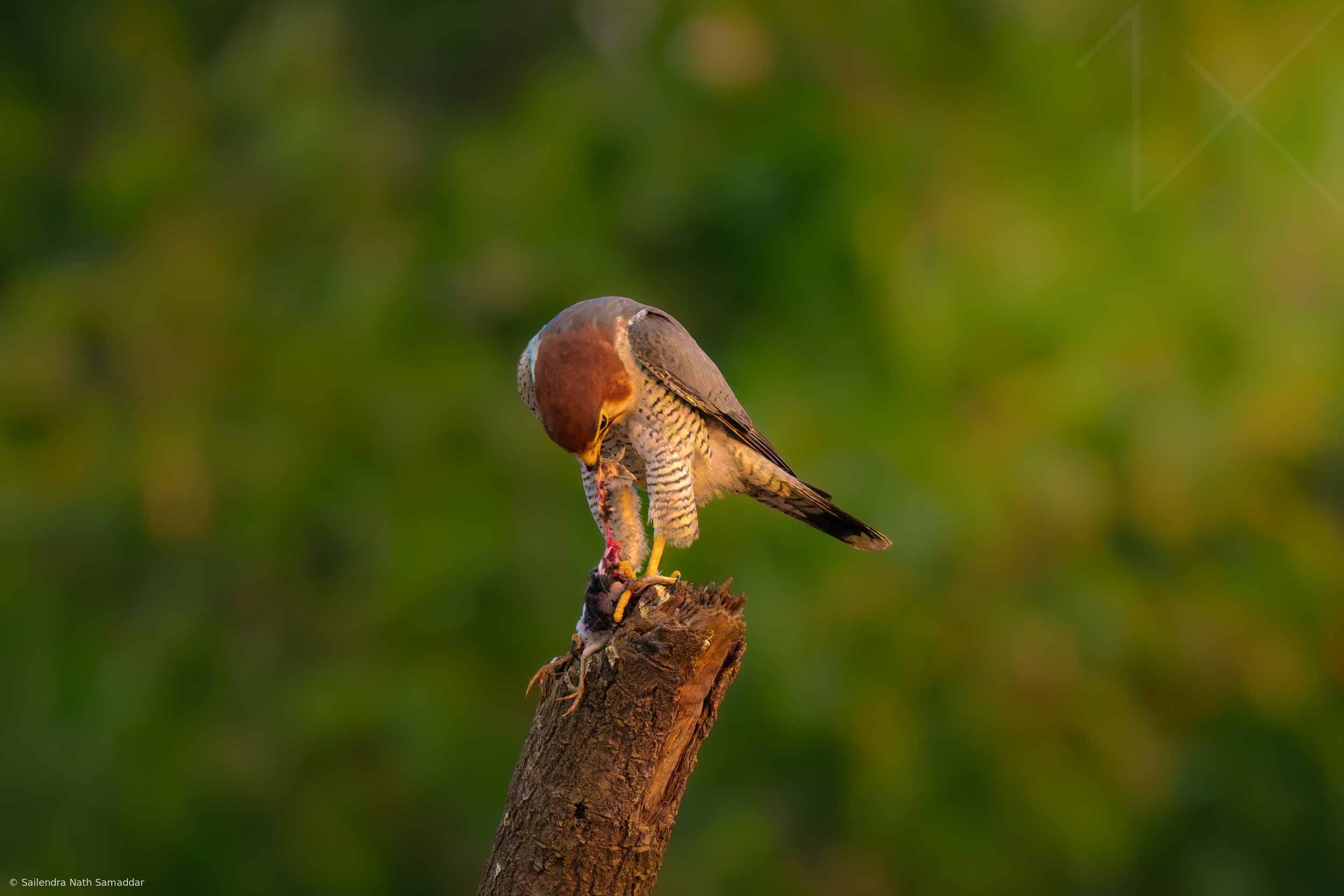 Tearing apart by Sailendra Nath Samaddar