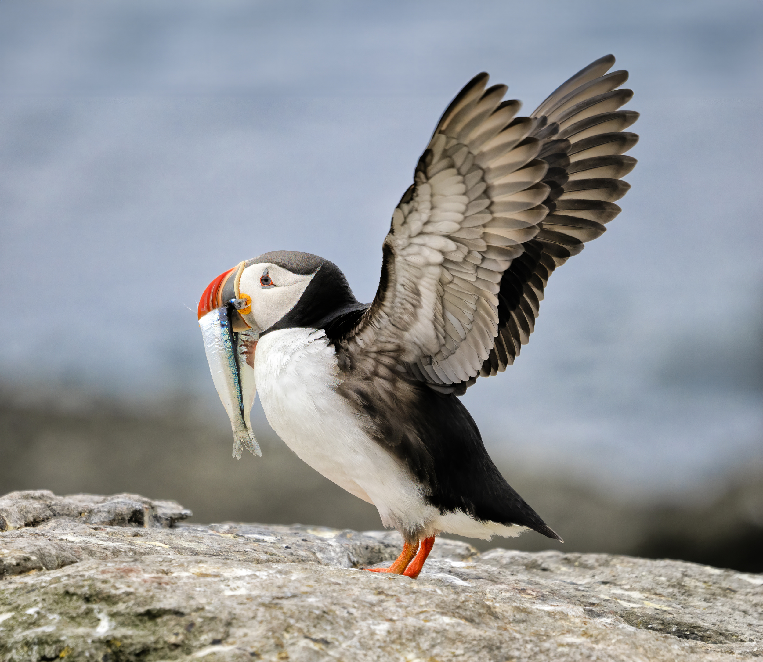 Happy Fishman by Yi Pan