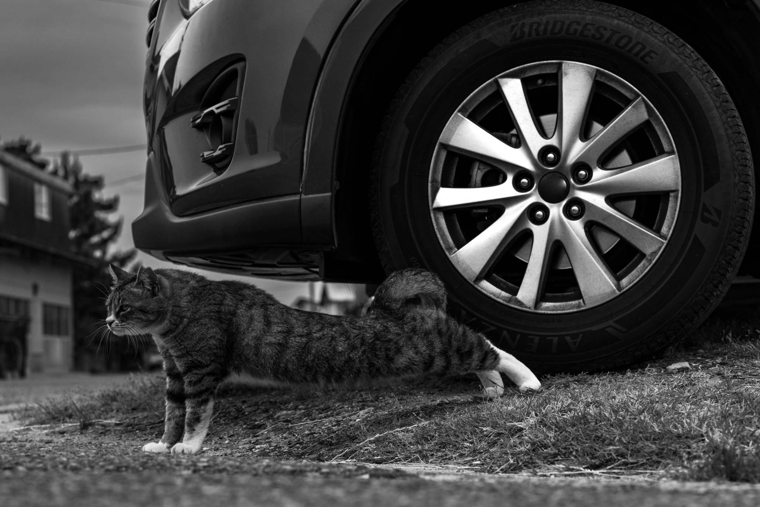 Cat by Tooru shigeishi