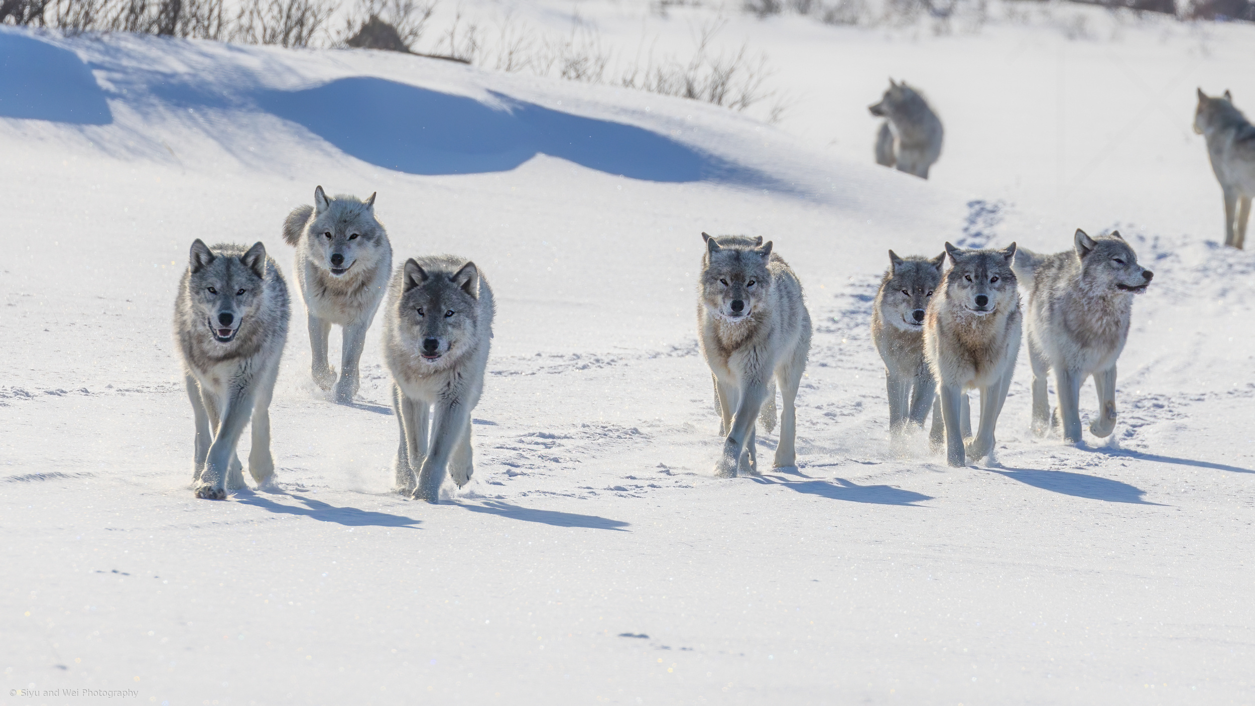 Wolf pack by Siyu and Wei Photography