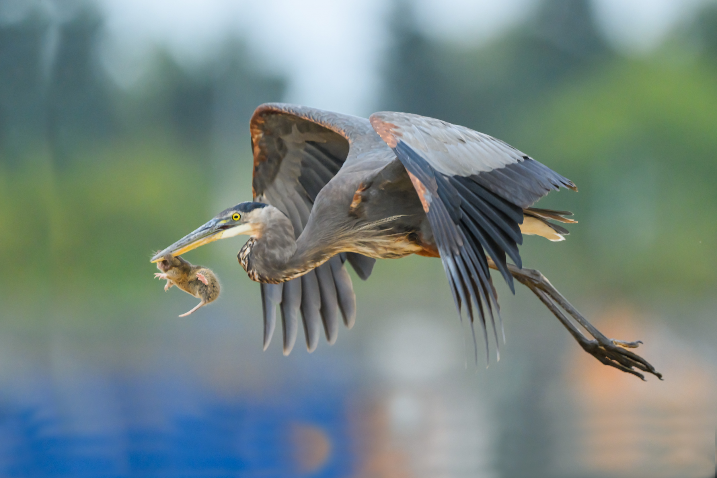 Fly with me by Moses Wang