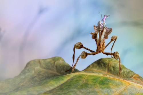 Little devil by Jimmy Hoffman