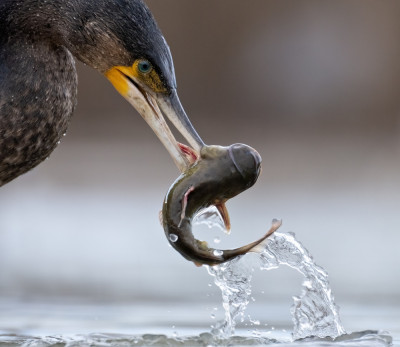 Kormoran with Fish by Corry DeLaan