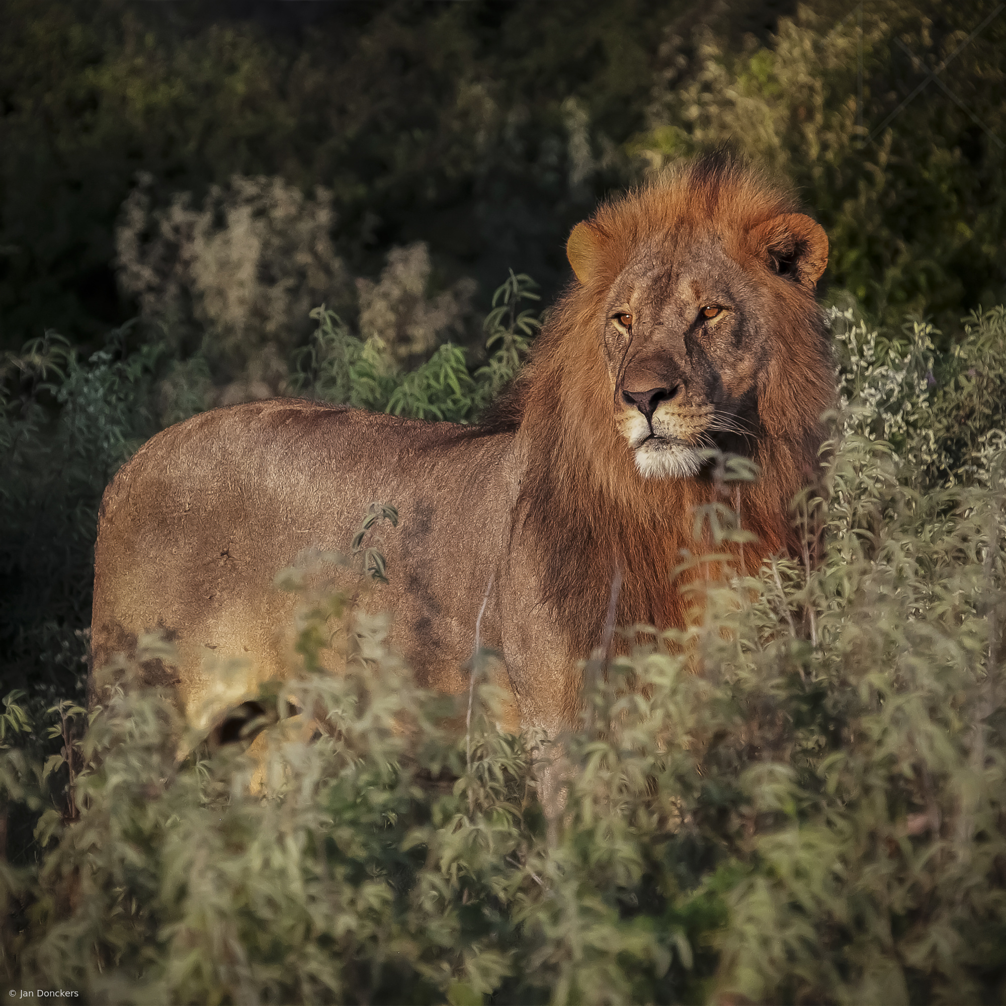 Lionking by Jan Donckers