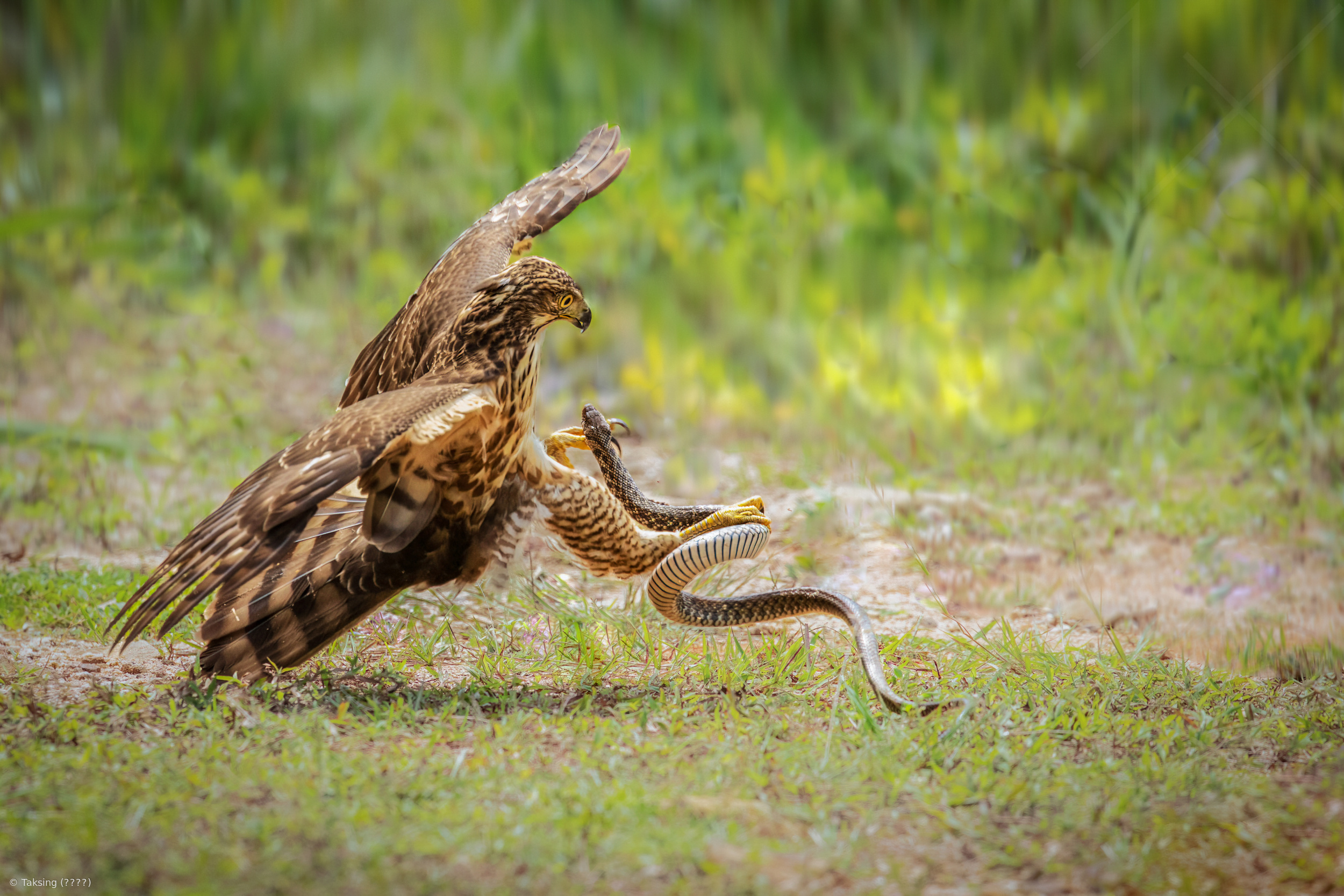 Eagle Catching Green Snake