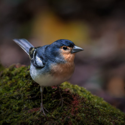 Pinzón palmero by José Ignacio Gil Blanco