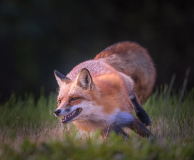 Running Fox by Deming W