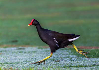 Dew Runner by verdon