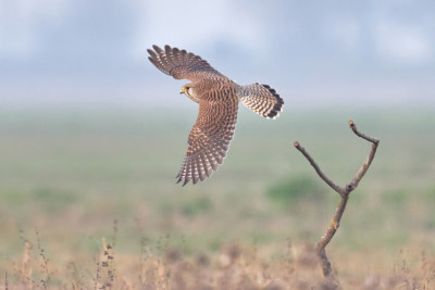 Kestrel take off by Franco Fratini
