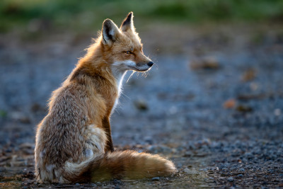 Red Fox 1 by Hai Lin 雪原