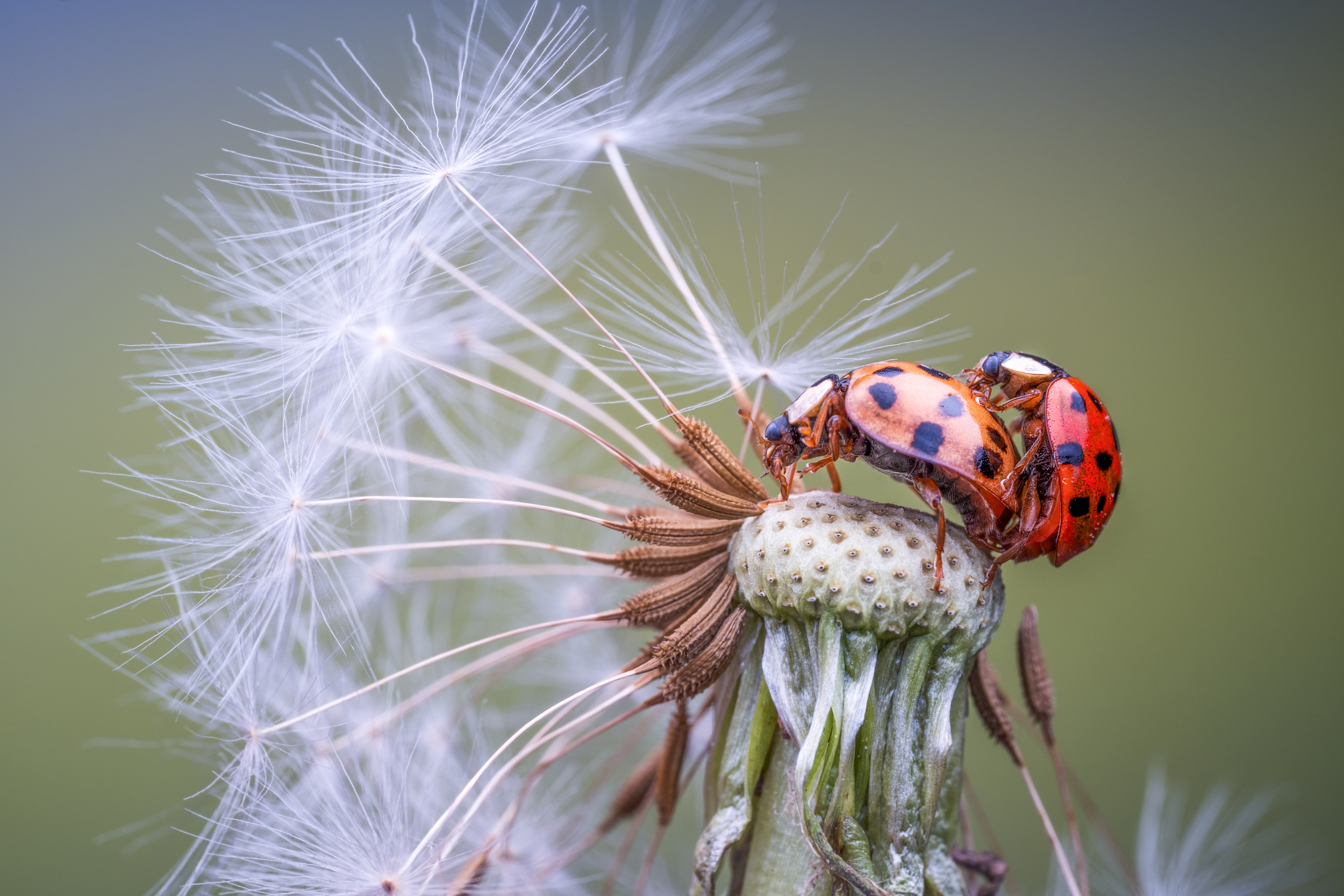 Happy ladybugs by Summer2016