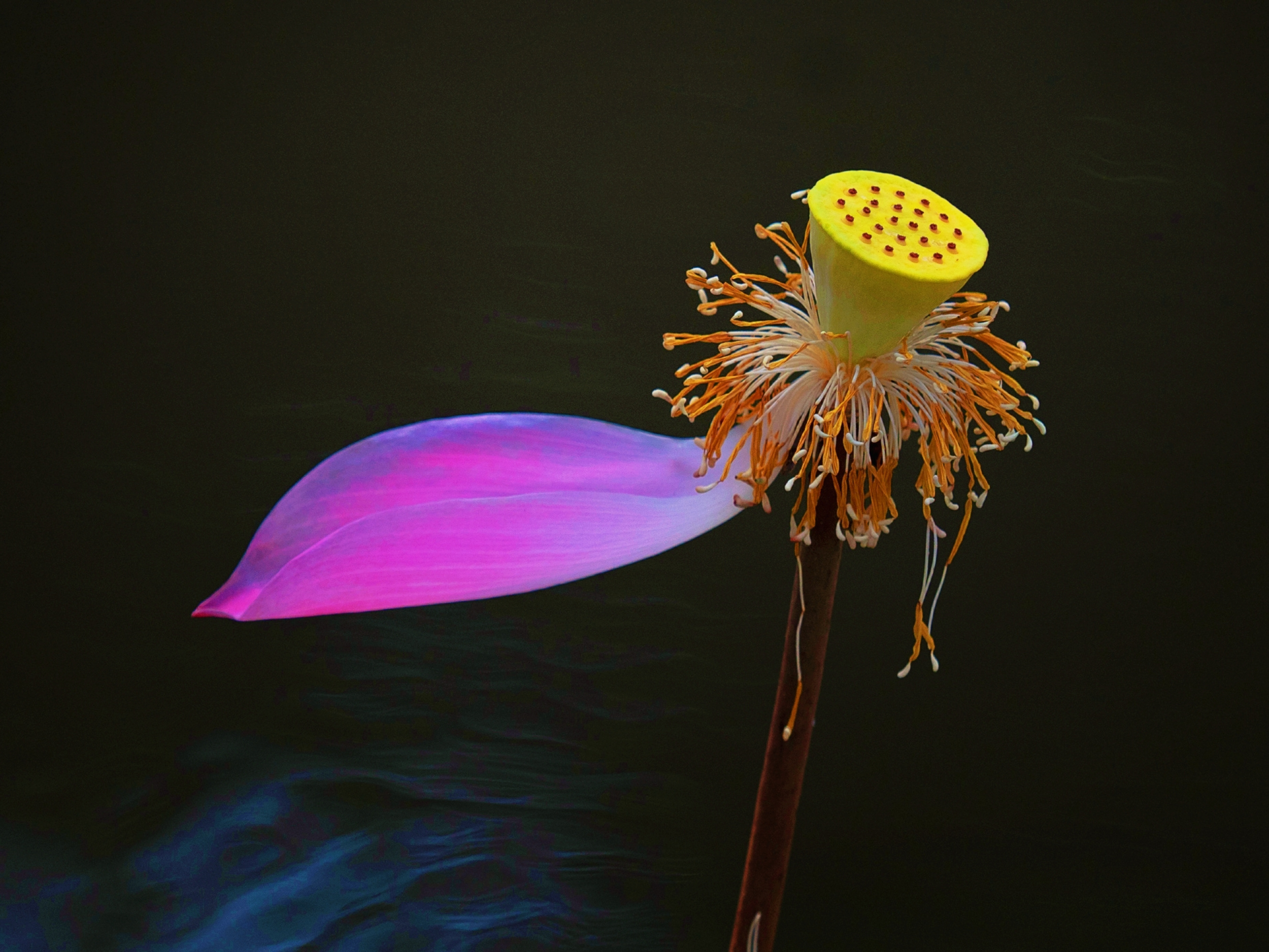 The last petal by Bobby Tan HY