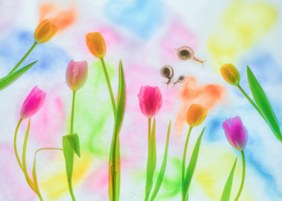Spring-colored pop candies 2 by Miharu