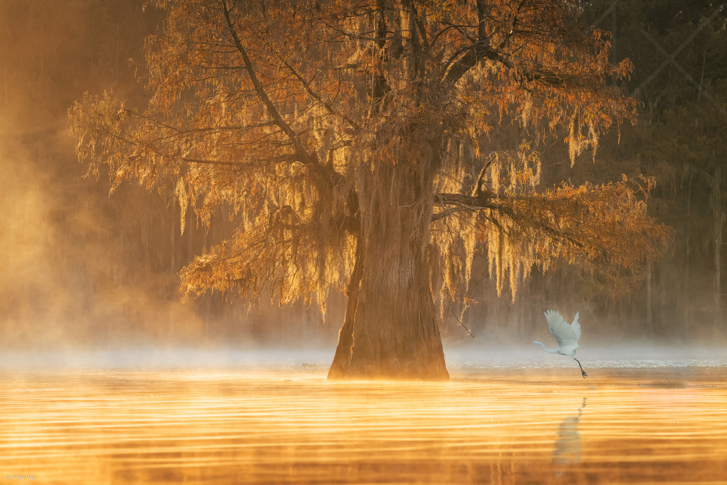 Caddo Lake by Willa Wei