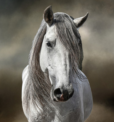 Super Model by Jane Lyons