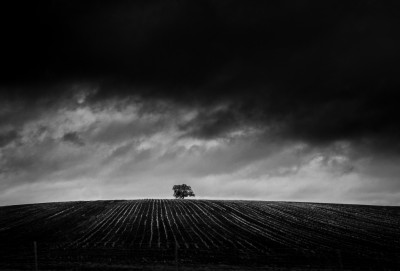 No Bliss by Adam Dauria ☂