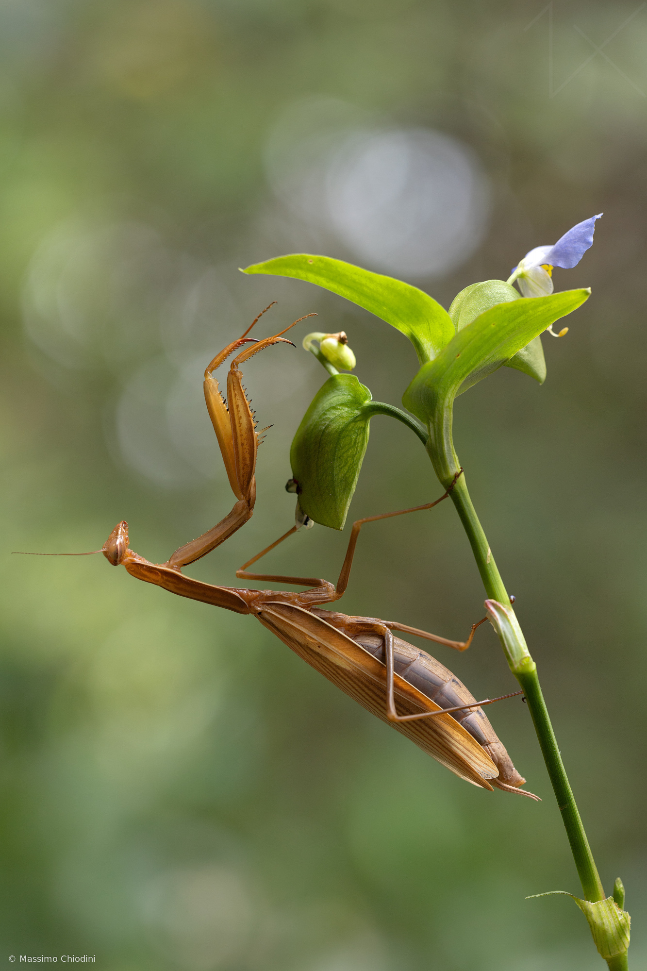 Painted Mantis by Massimo Chiodini