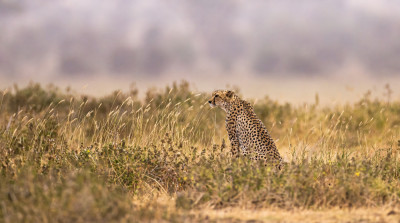 Cheetah by Johnson Huang
