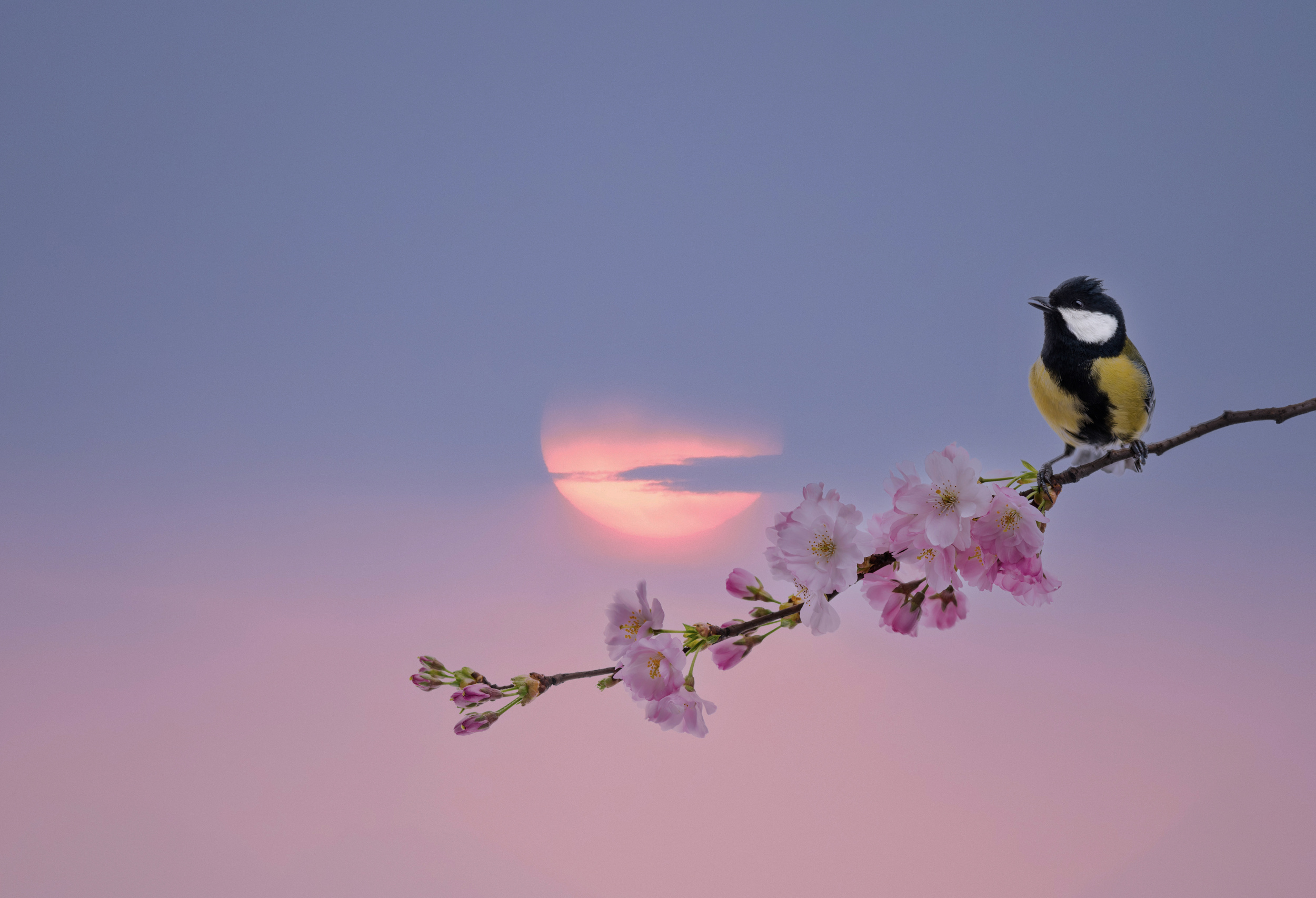 Twilight time by Eyal Bar Or