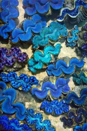 Blue Clams by Alex Cearns